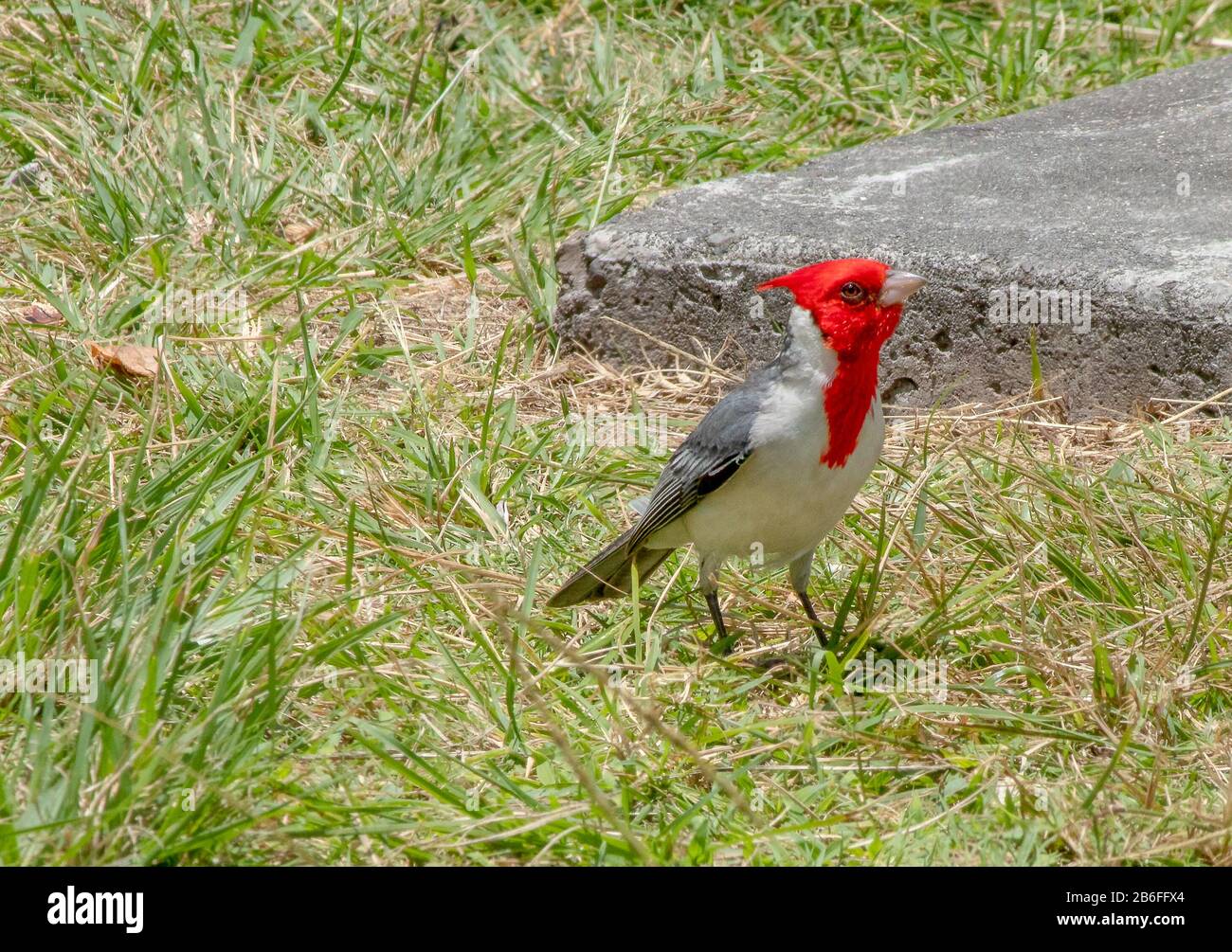 Red Crested Cardinal-Oahu, Hawaii Stock Photo - Alamy