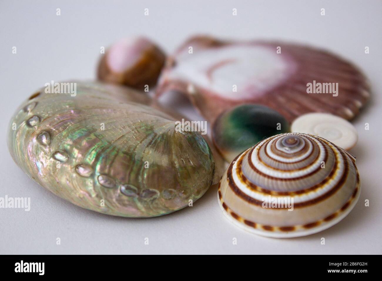 Various seashells on white background Stock Photo - Alamy