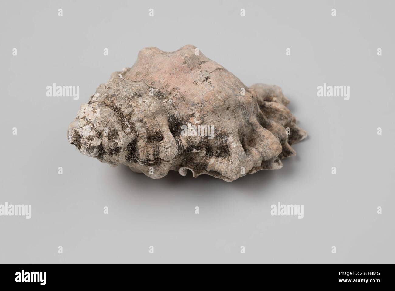 White lion ship hi-res stock photography and images - Alamy