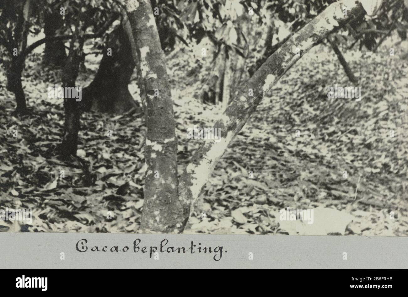 Cocoa Planting (title object) Cocoa trees with fruits growing on the ...