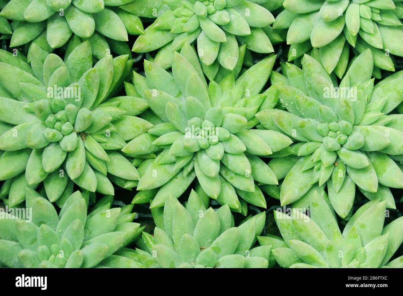 Top view of succulent plants Stock Photo - Alamy
