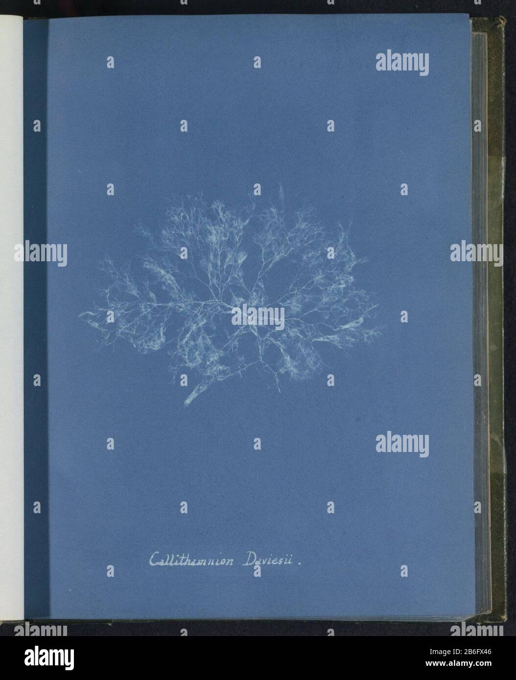 Callithamnion daviesii hi-res stock photography and images - Alamy