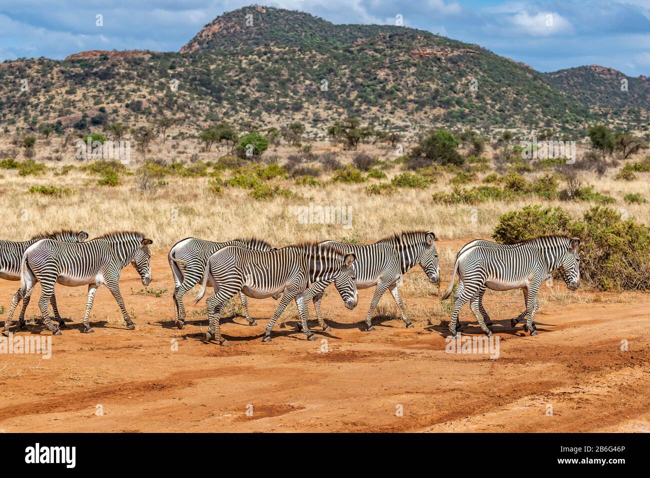 Grevy's Zebra Conservation High Resolution Stock Photography and Images ...