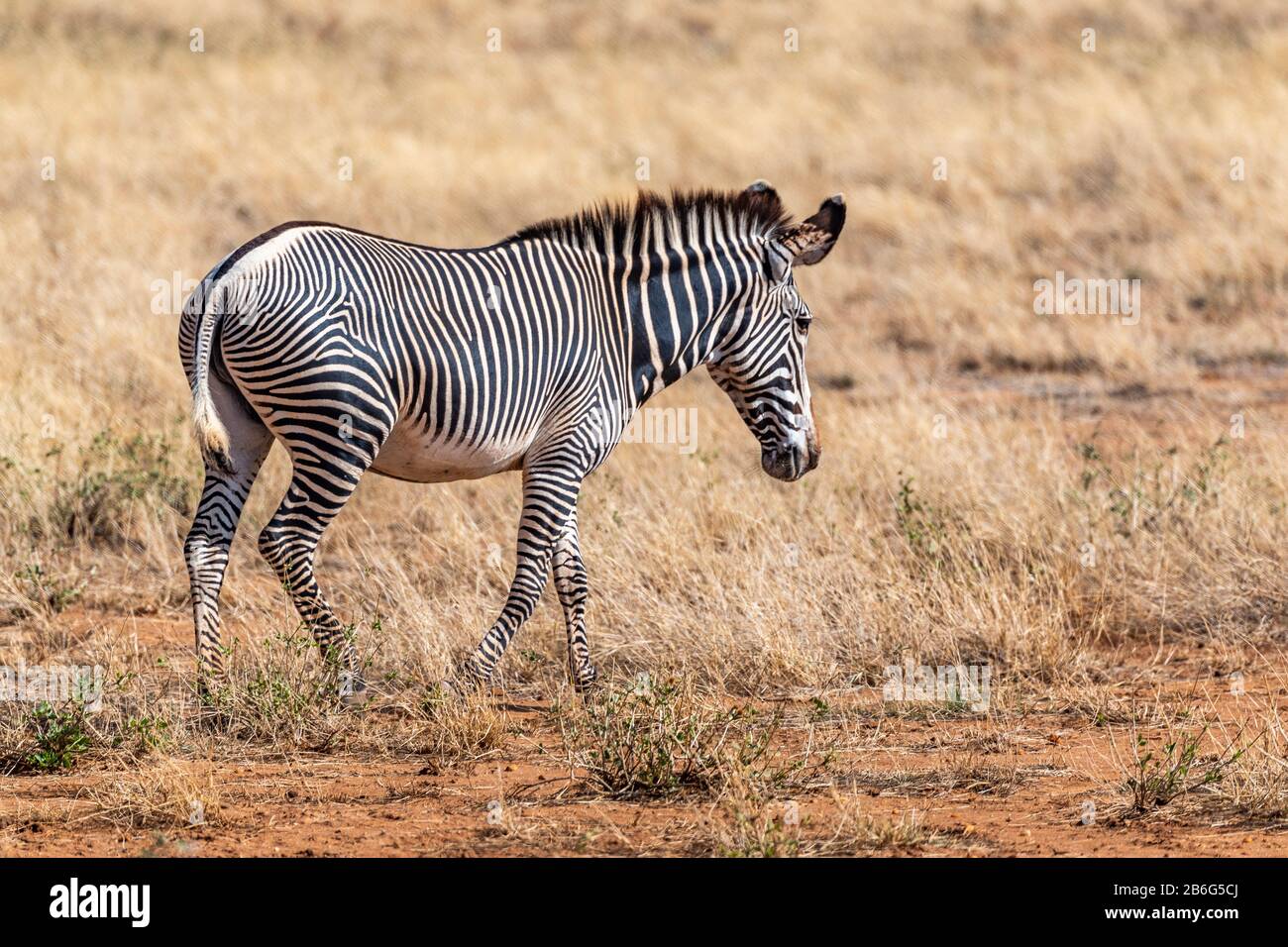 Rare Grévy's Zebra, an endangered species is the largest of all wild ...