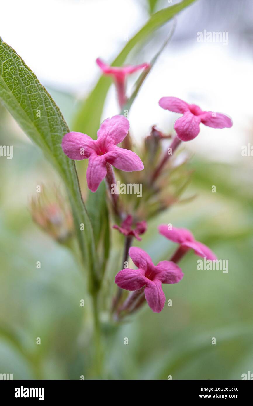 Gilliflower High Resolution Stock Photography and Images - Alamy