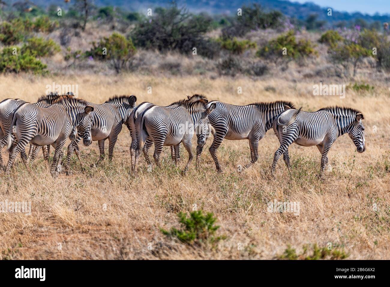 Rare Grévy's Zebra, an endangered species is the largest of all wild ...