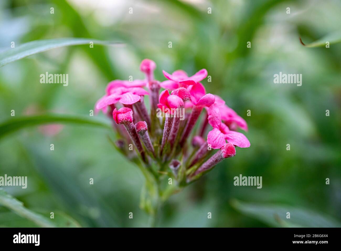 Gilliflower flower hi-res stock photography and images - Alamy