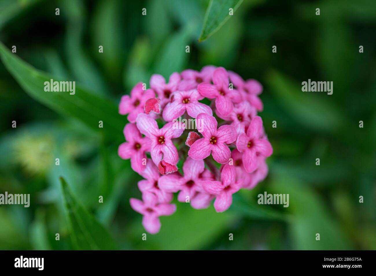 Gilliflower flower hi-res stock photography and images - Alamy