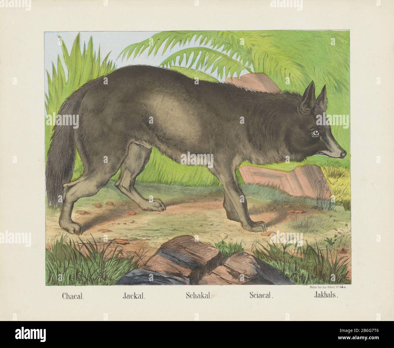 Jakhals High Resolution Stock Photography and Images - Alamy