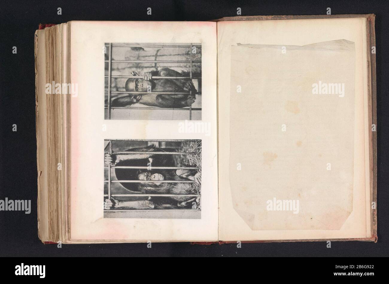 Chimpanzee and an orang-utan Anthropoid apes, a chimpanzee (calvus ...