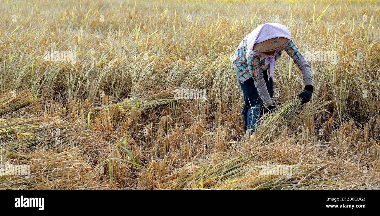 Harvesting a rice field hi-res stock photography and images - Alamy