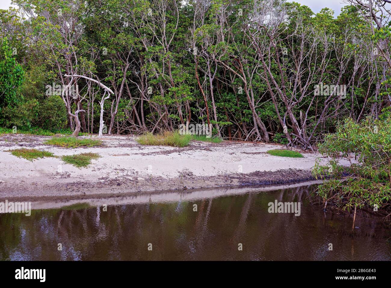 Oceanfront sandy beach surrounded by tropical mangrove swamp habitat ...