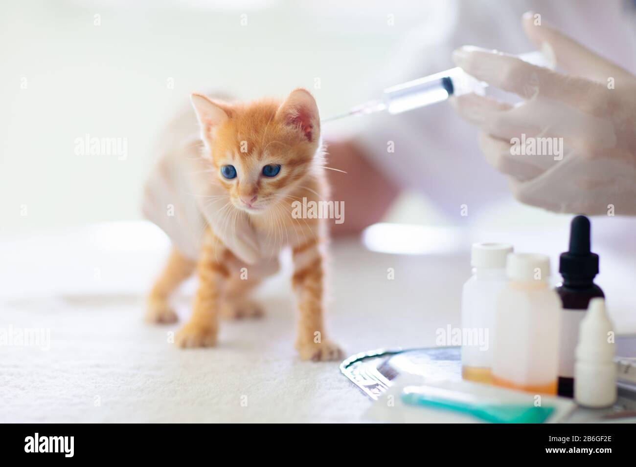 Kitten at vet clinic. Little baby cat at checkup and vaccination ...