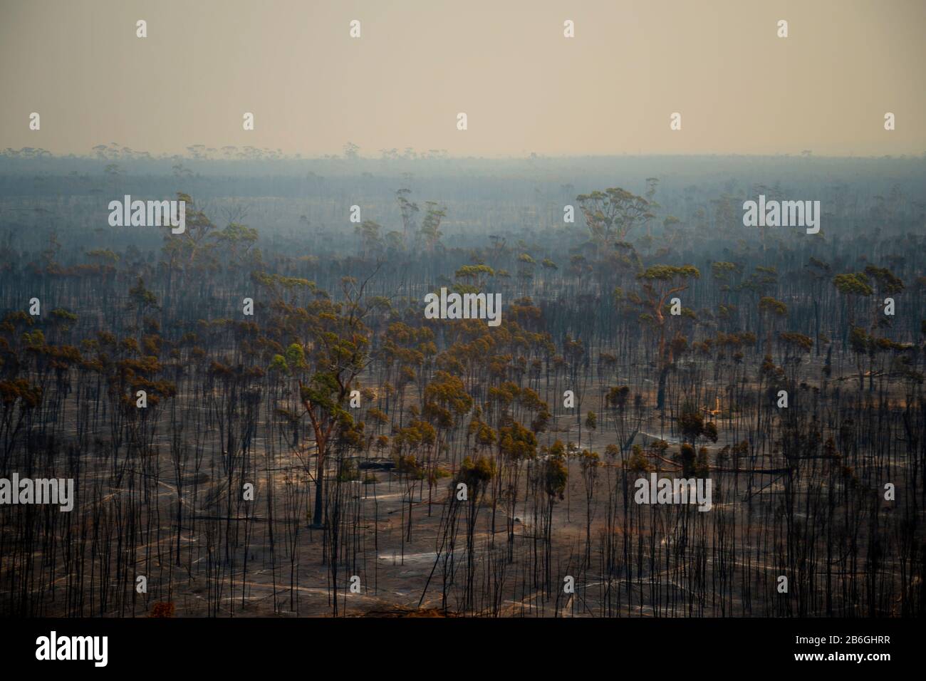 Black trees from forest fire hi-res stock photography and images - Alamy