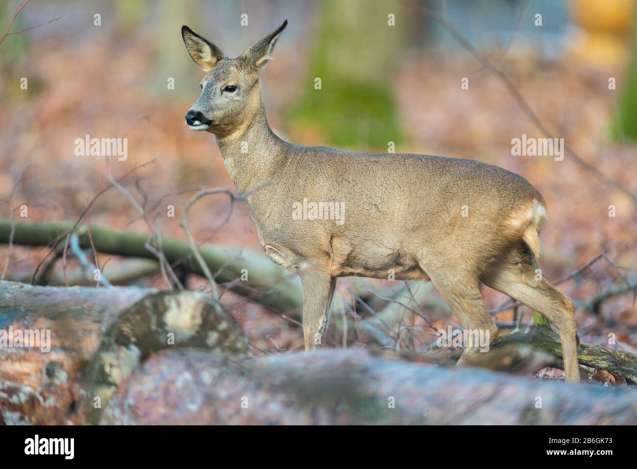 Roe Deer, Capreolus capreolus, female Stock Photo - Alamy