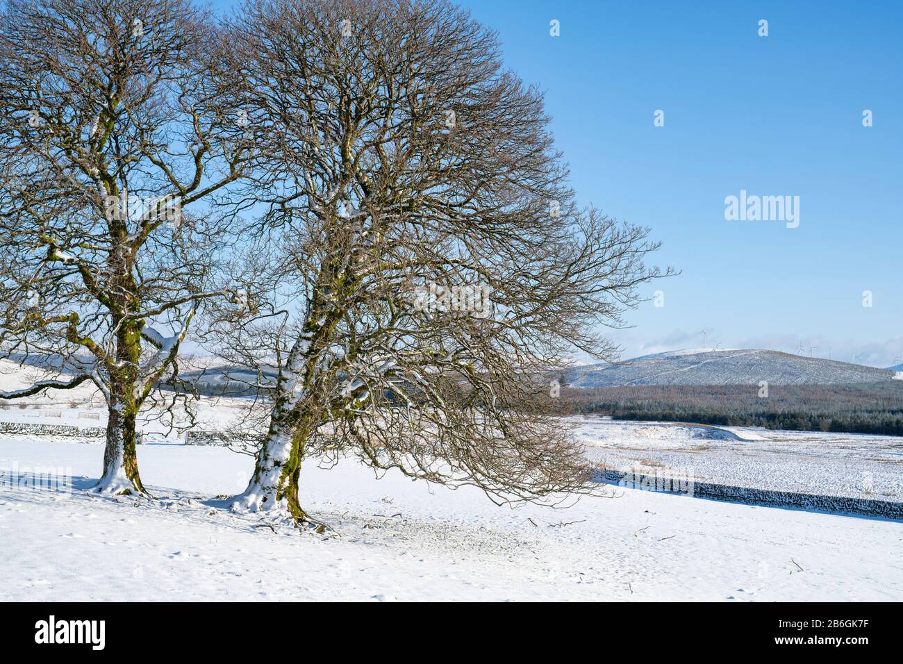 Winter trees in the snow in the scottish countryside. Dumfries and ...