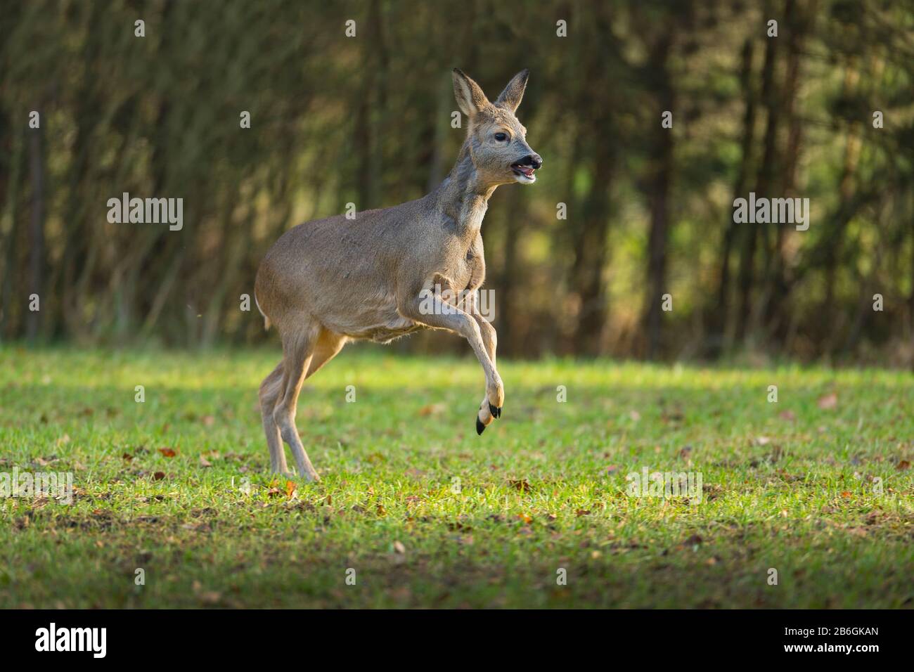 Roe Deer, Capreolus capreolus, female Stock Photo - Alamy