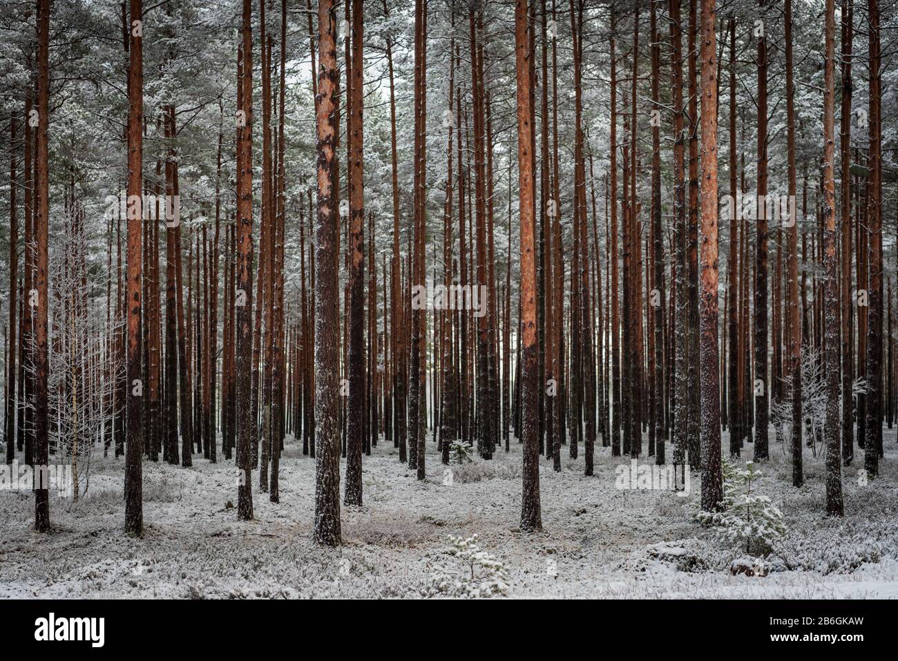 a beautiful pine forest just slipped by slender and long pines Stock ...