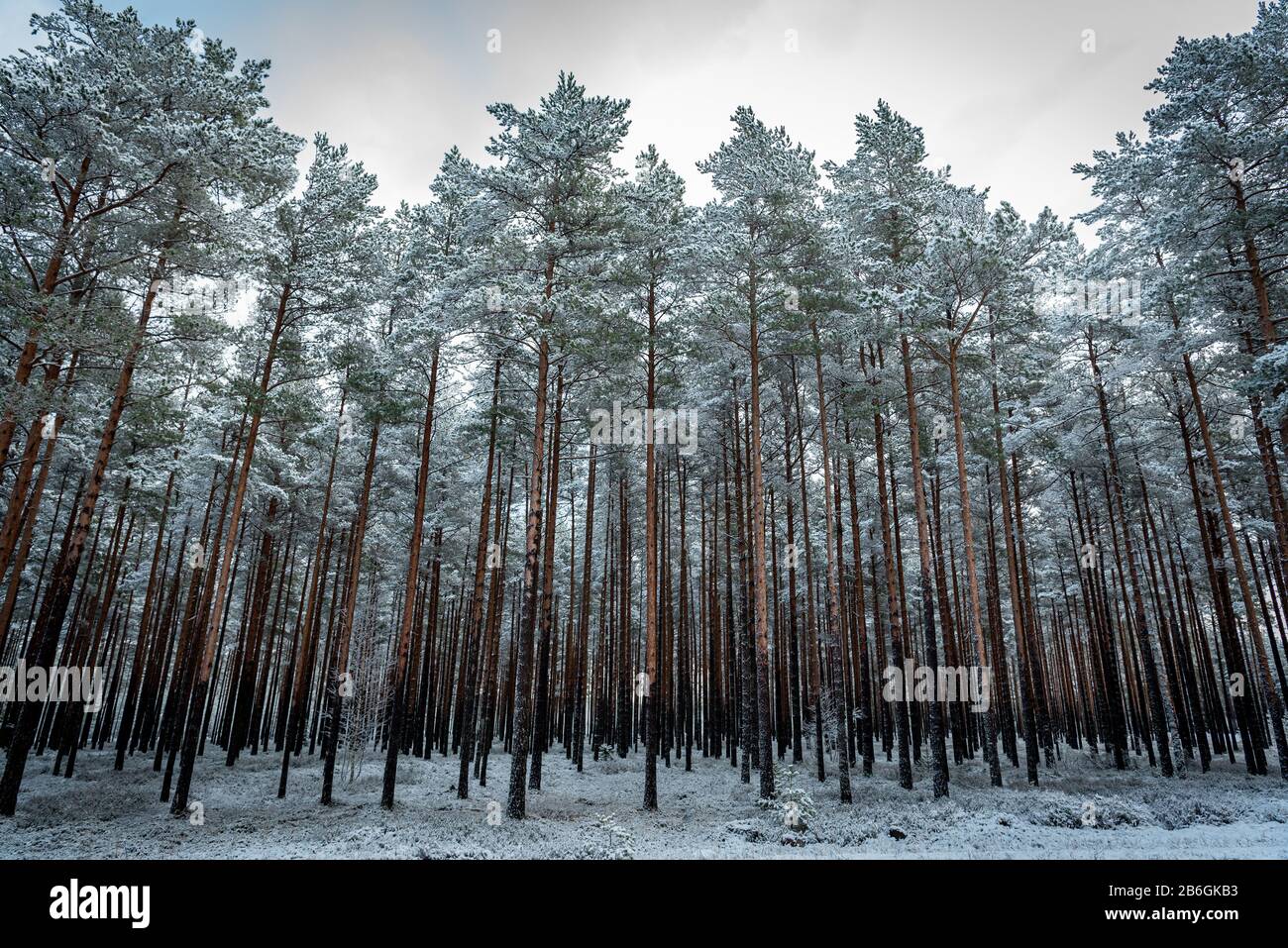 a beautiful pine forest just slipped by slender and long pines Stock ...