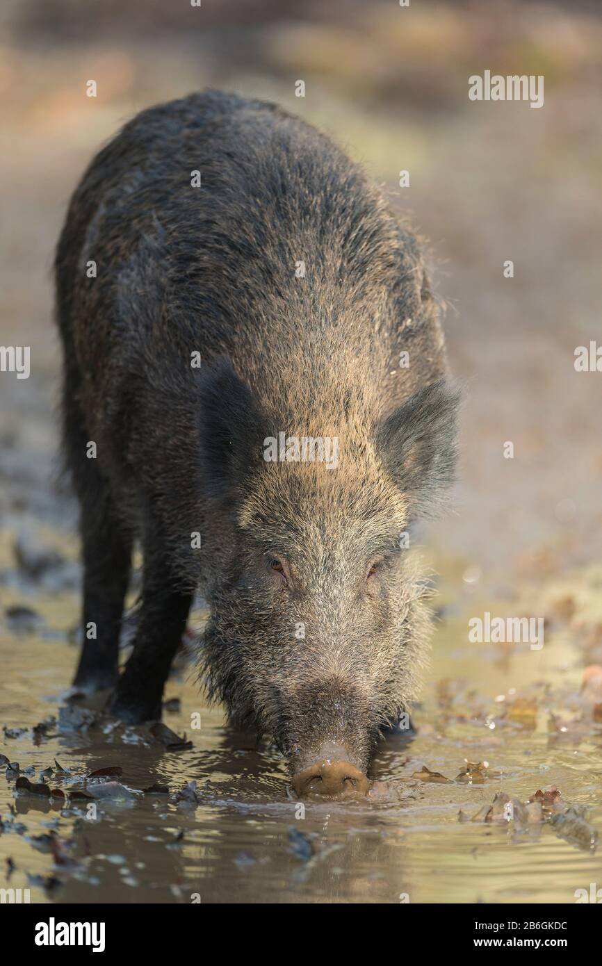 Wild boar, Sus scrofa Stock Photo - Alamy
