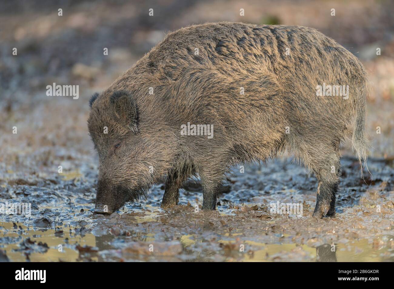 Wild boar, Sus scrofa Stock Photo - Alamy