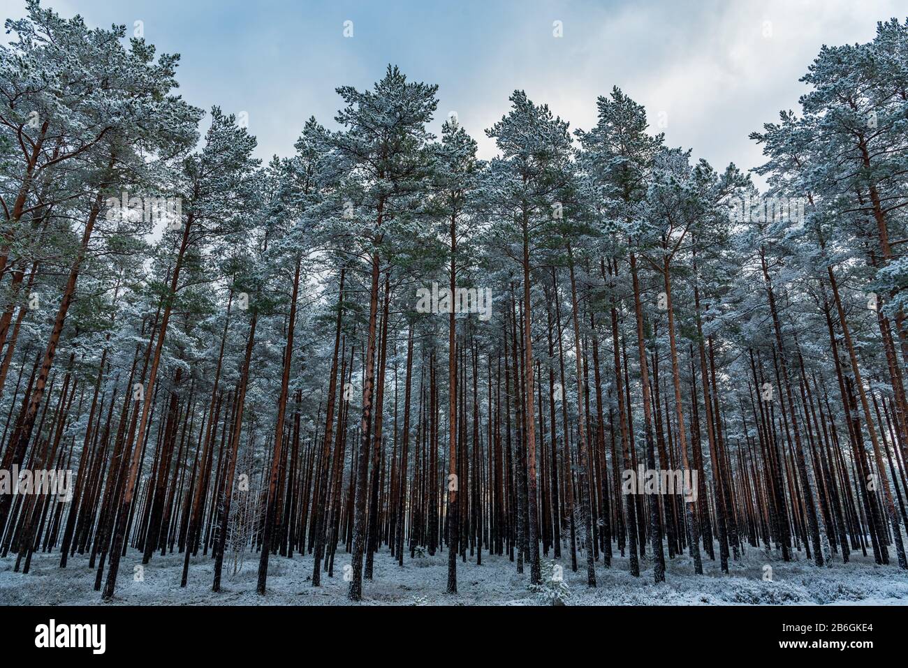 Pines wood forest hi-res stock photography and images - Alamy