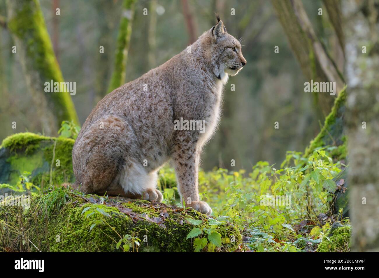 European Lynx; Lynx lynx Stock Photo - Alamy