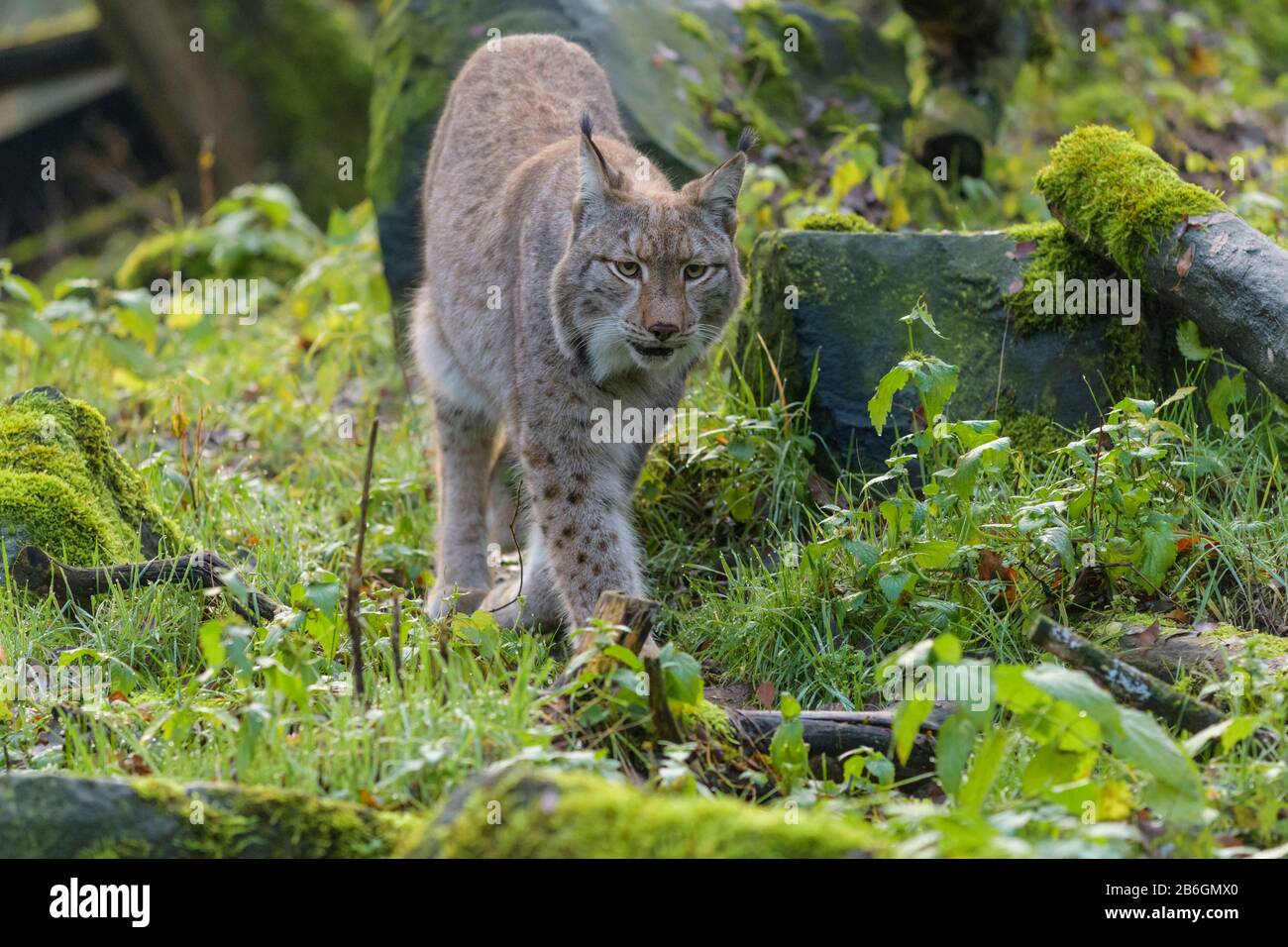 European Lynx; Lynx lynx Stock Photo - Alamy