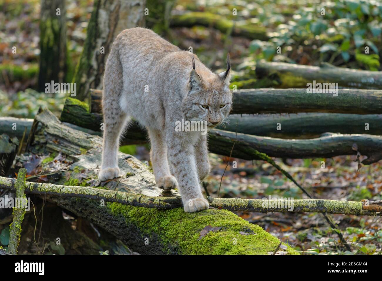 European Lynx; Lynx lynx Stock Photo - Alamy