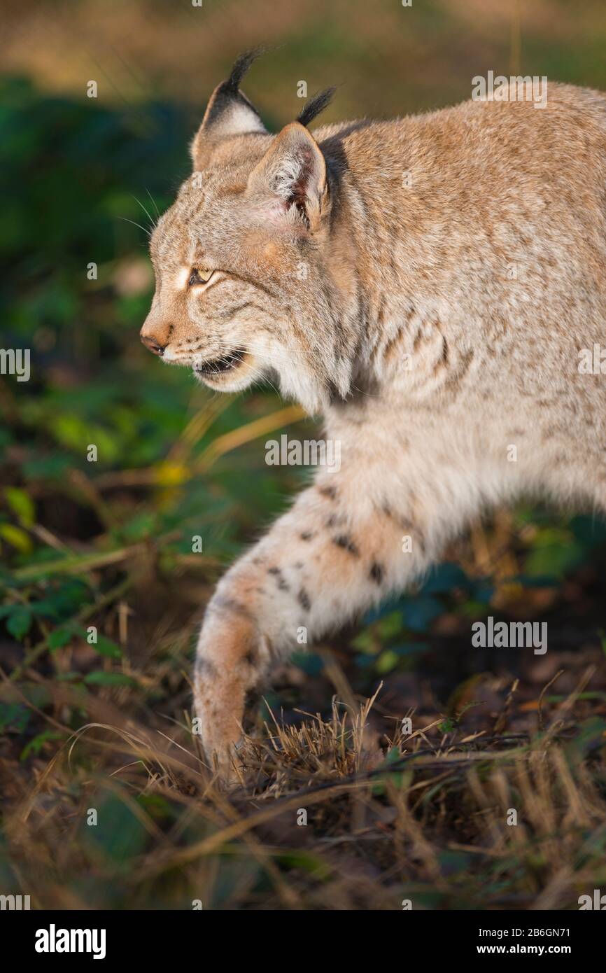 European Lynx; Lynx lynx Stock Photo - Alamy