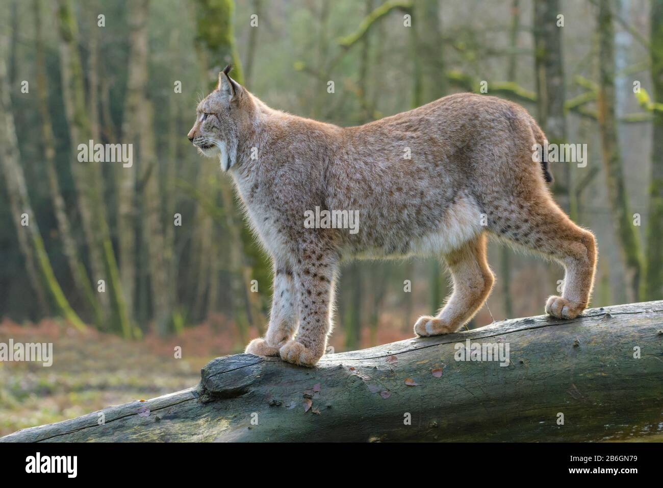 European Lynx; Lynx lynx Stock Photo - Alamy