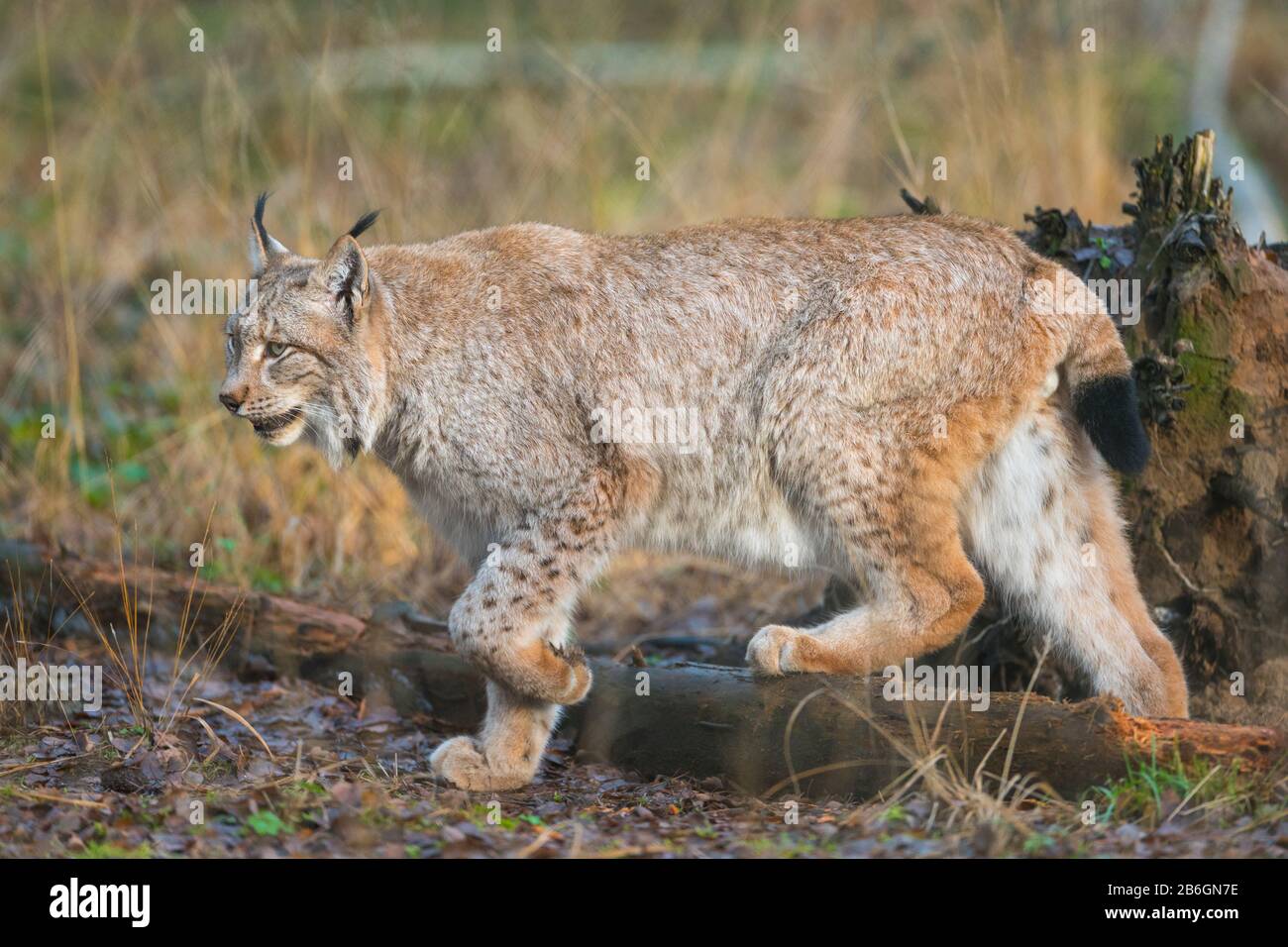 European Lynx; Lynx lynx Stock Photo - Alamy