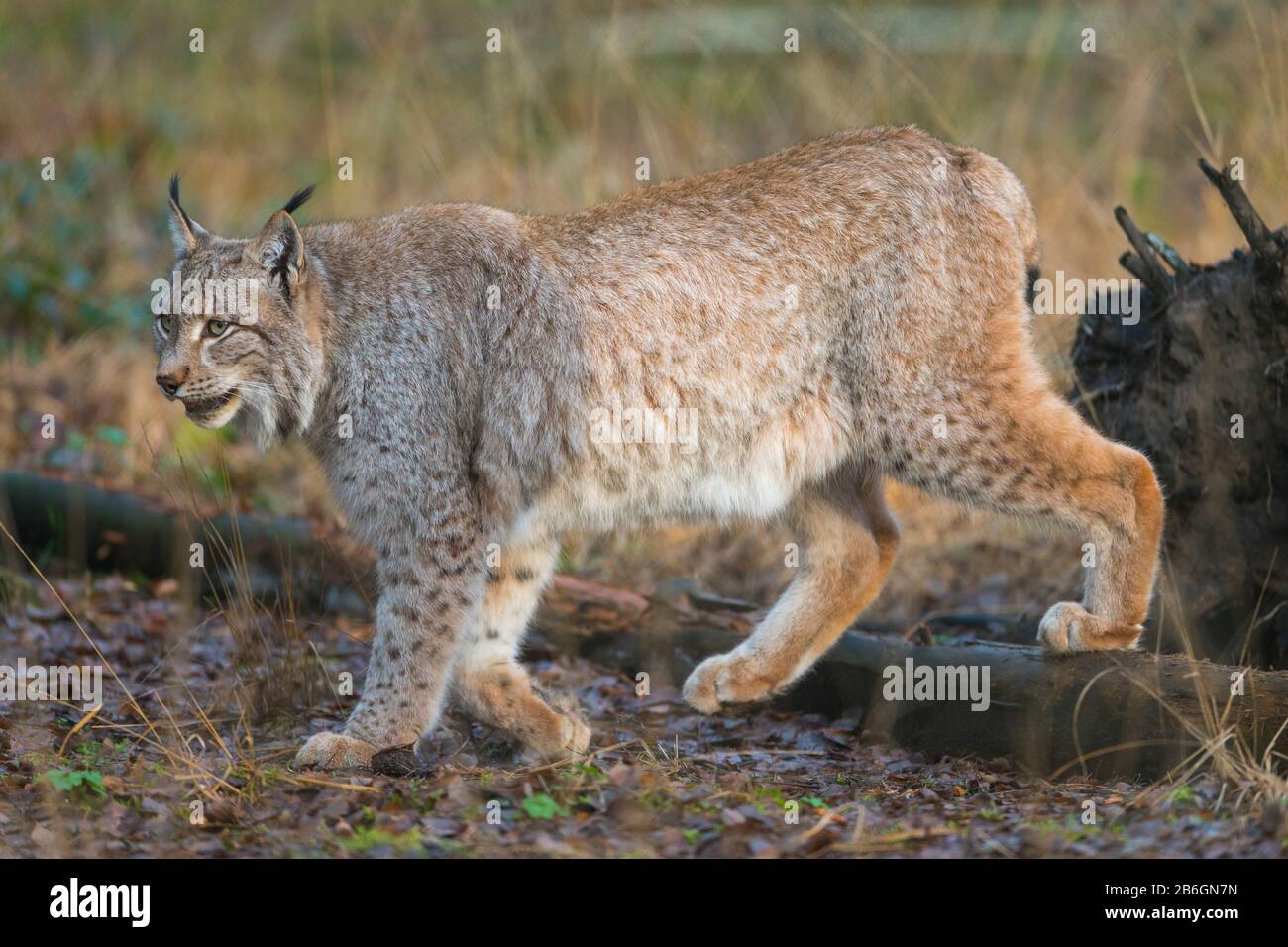 European Lynx; Lynx lynx Stock Photo - Alamy