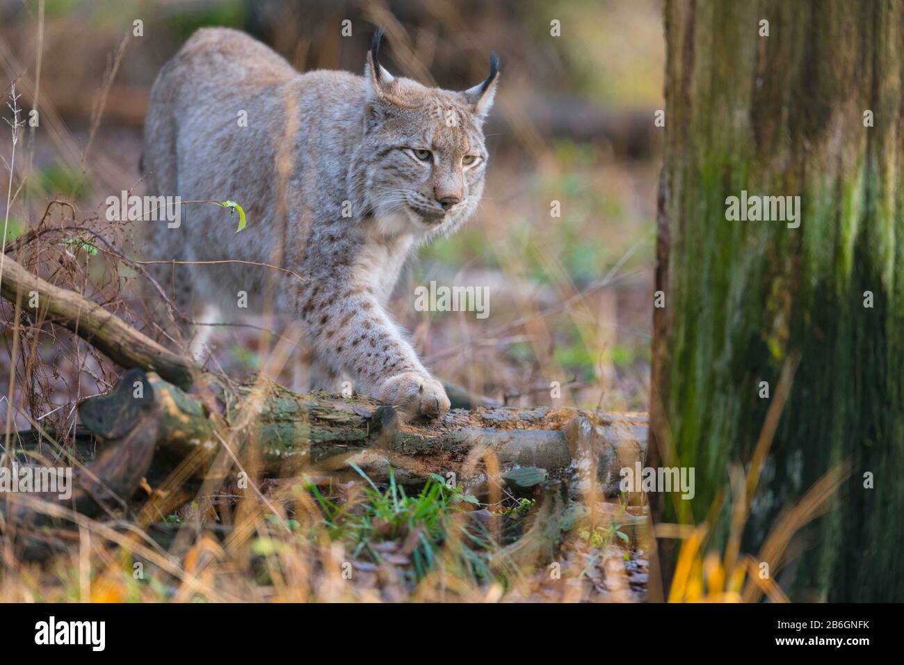 European Lynx; Lynx lynx Stock Photo - Alamy