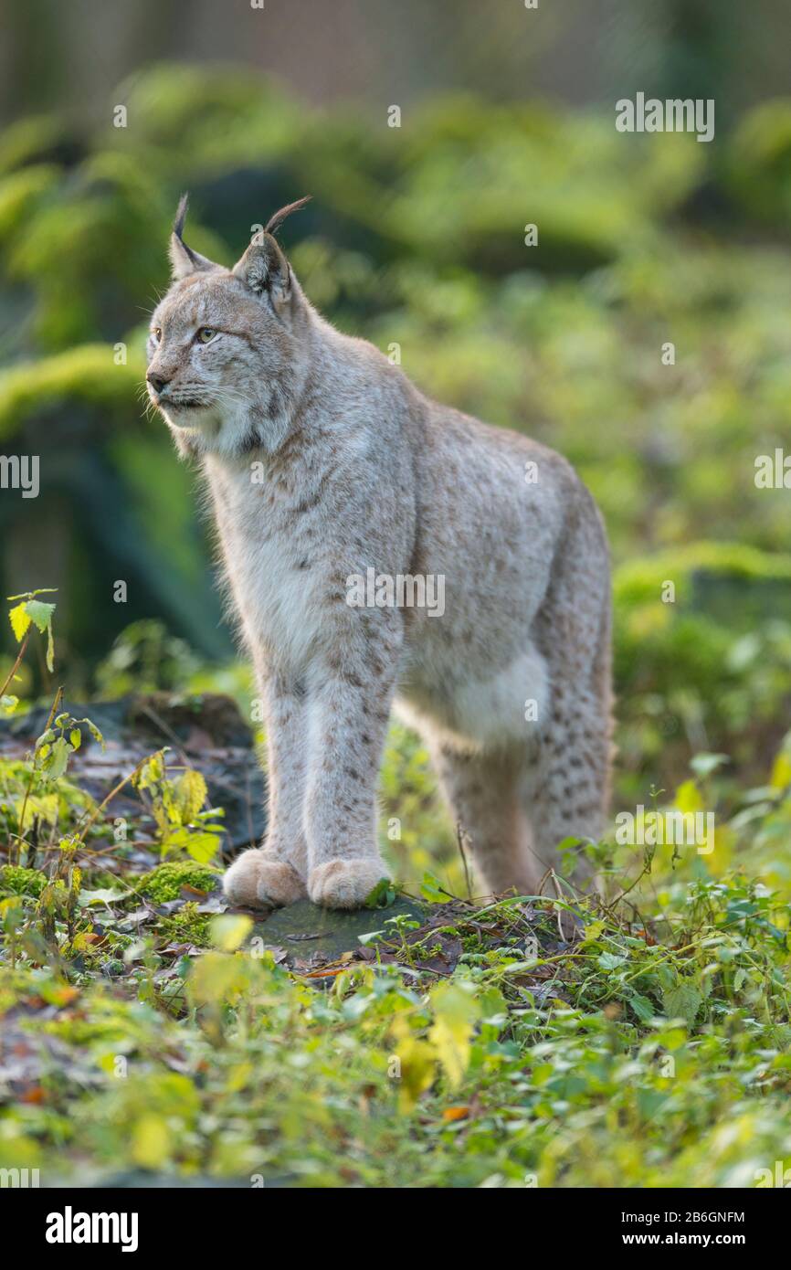 European Lynx; Lynx lynx Stock Photo - Alamy
