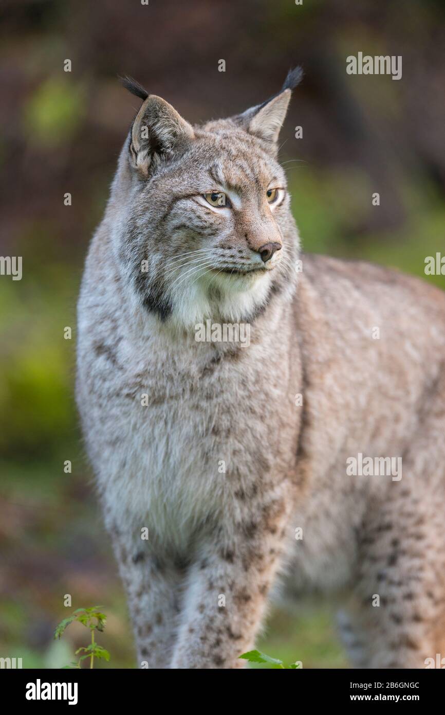 European Lynx; Lynx lynx Stock Photo - Alamy