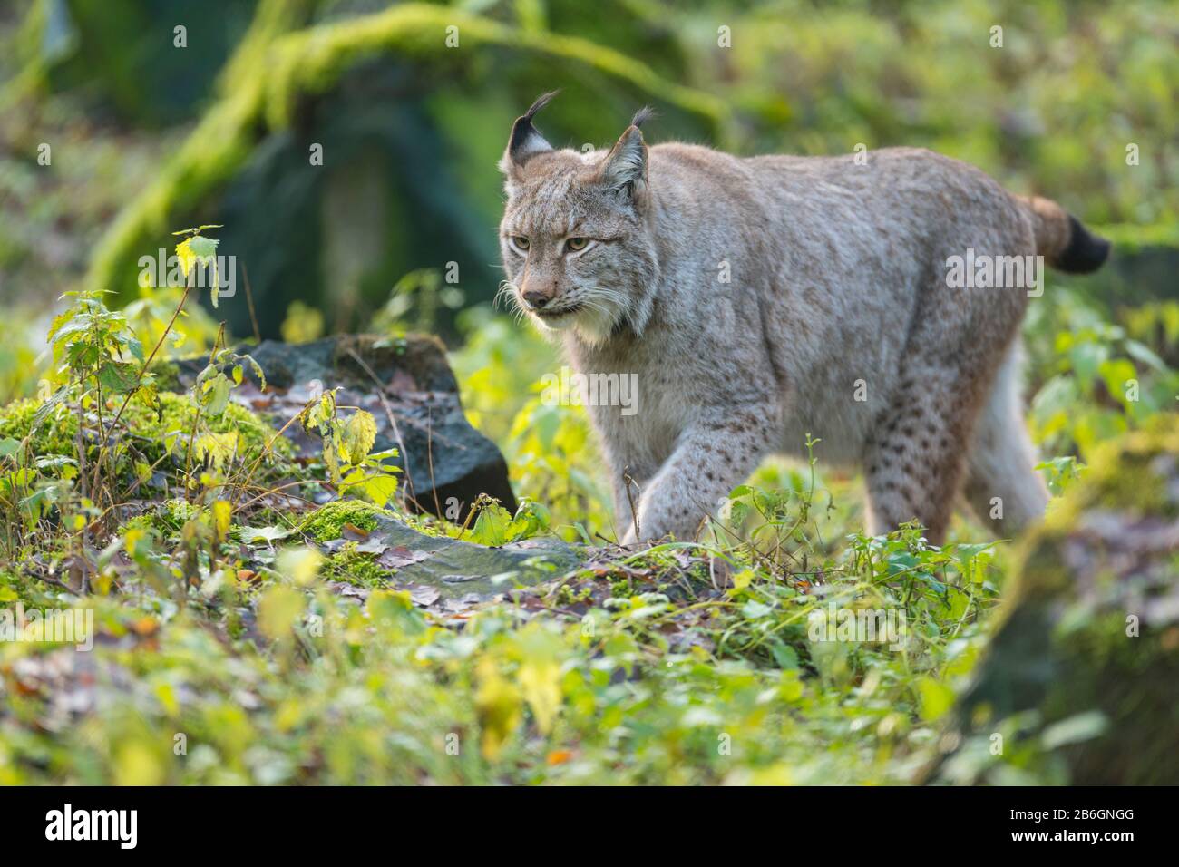 European Lynx; Lynx lynx Stock Photo - Alamy