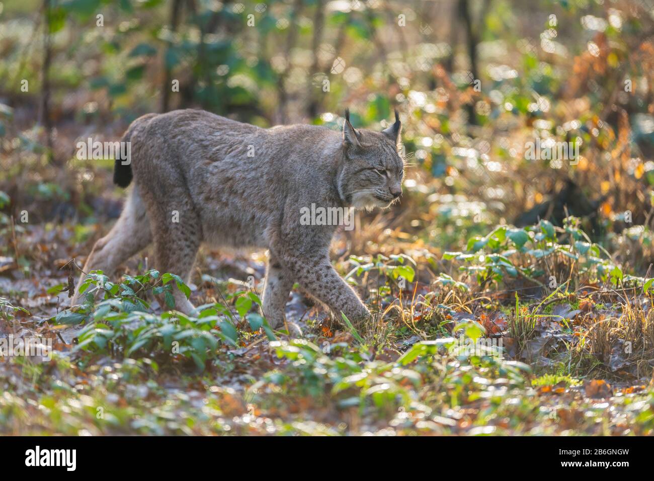 European Lynx; Lynx lynx Stock Photo - Alamy