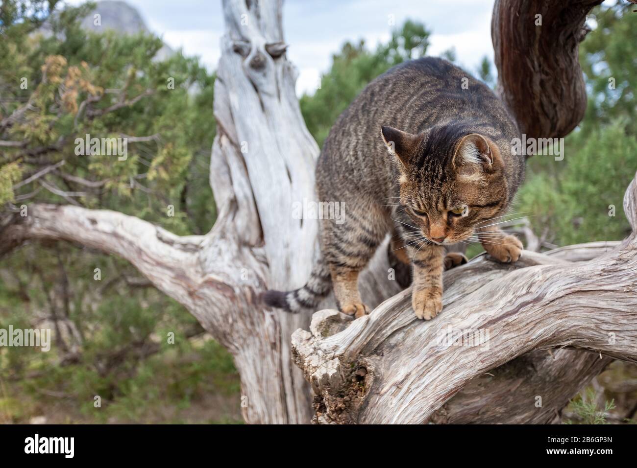 Tabby cat sits on a tree branch, looks down, soft focus Stock Photo - Alamy