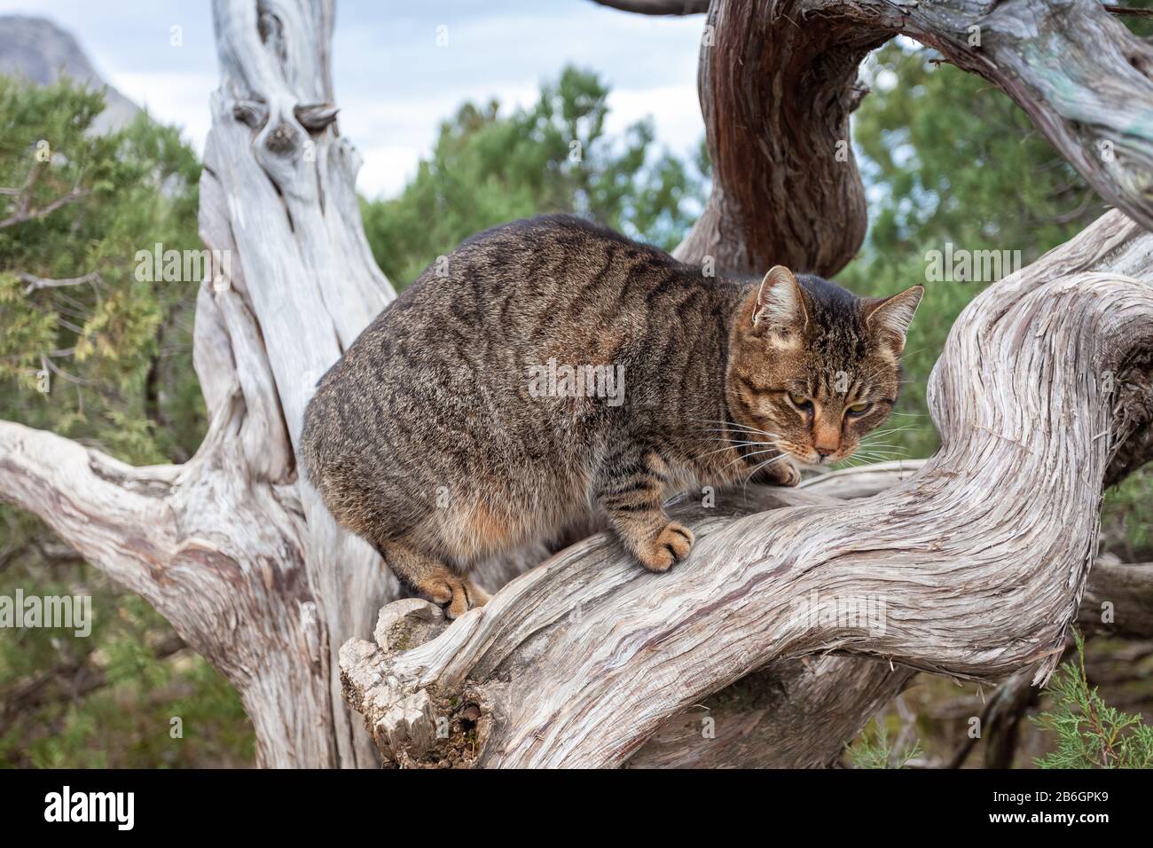 Offended cat sits on a tree branch, look at the camera, soft focus ...