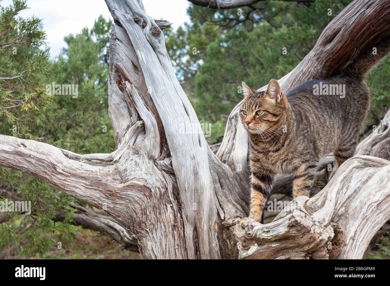 Tabby cat stands on a tree branch, looks away, soft focus Stock Photo ...