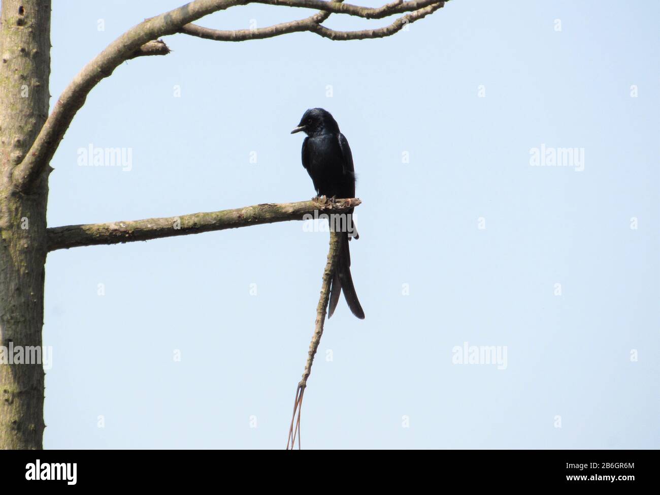 Bird of Western Terai, Rohini River Bank Forest, Rupandehi, Nepal Stock ...