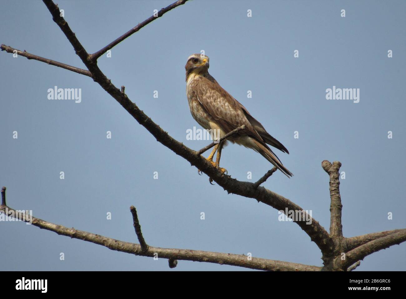 Bird of Western Terai, Rohini River Bank Forest, Rupandehi, Nepal Stock ...