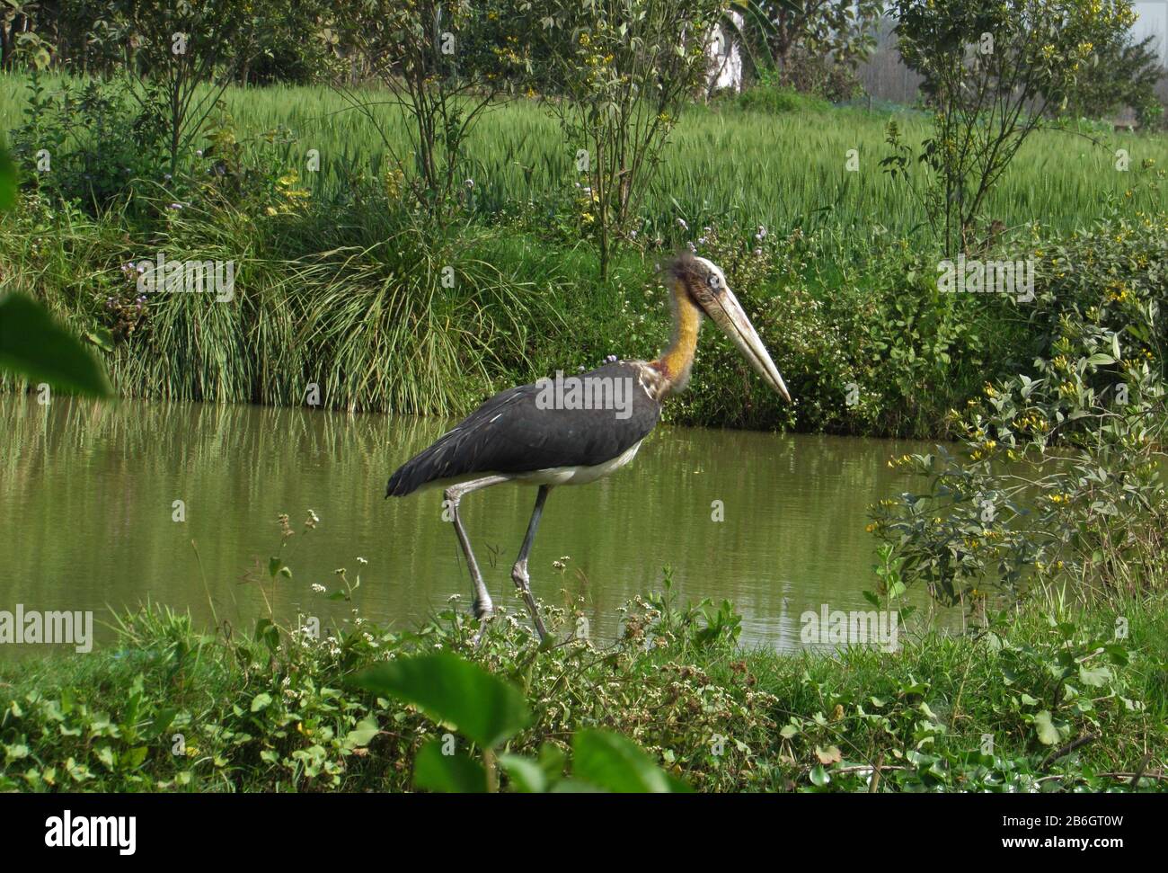 Rohini river forest hi-res stock photography and images - Alamy