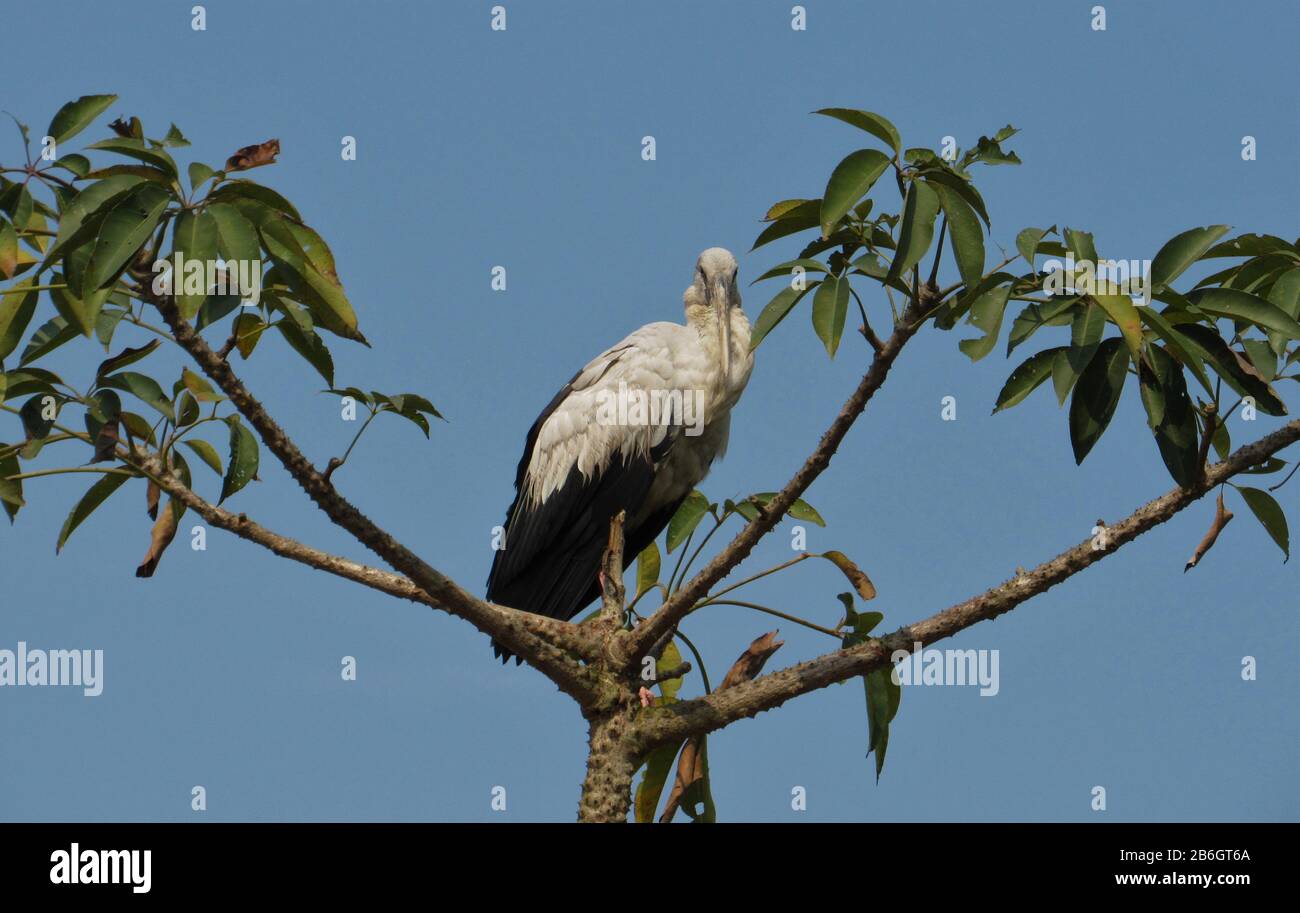 Rohini river forest hi-res stock photography and images - Alamy