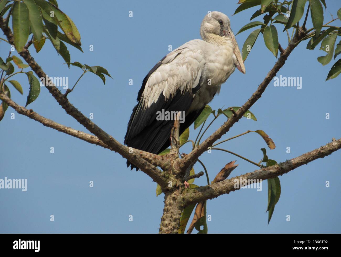 Bird of Western Terai, Rohini River Bank Forest, Rupandehi, Nepal Stock ...