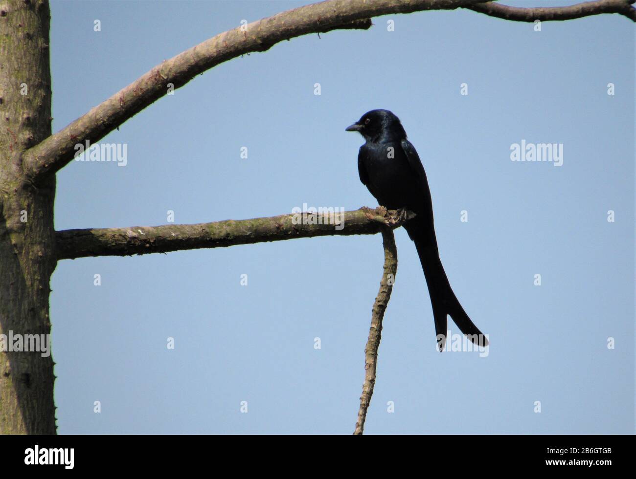Bird of Western Terai, Rohini River Bank Forest, Rupandehi, Nepal Stock ...