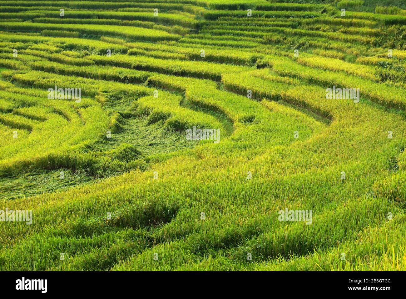 view of rice field in terrace Stock Photo - Alamy