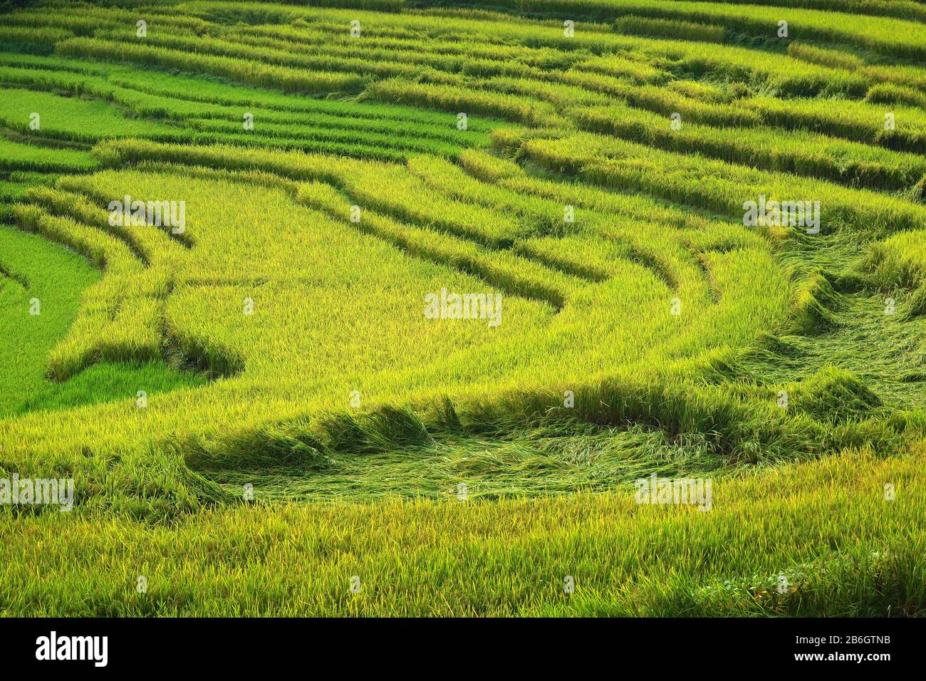 view of rice field in terrace Stock Photo - Alamy