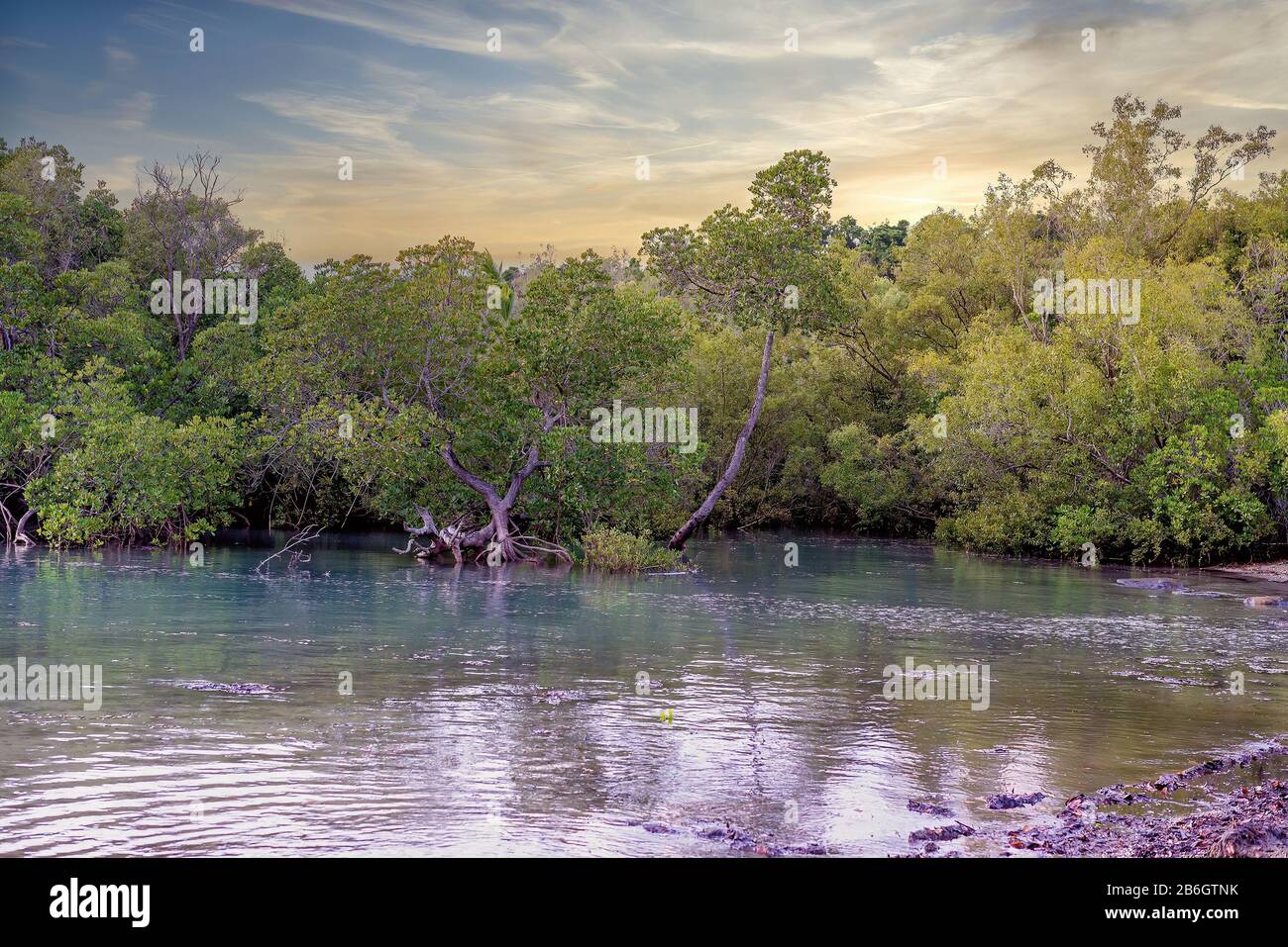 Oceanfront mangrove swamp at full tide on the muddy beach Stock Photo ...